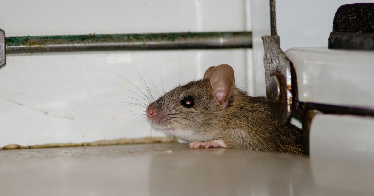 Non-Toxic Mouse Repellent Home Remedy Guide: Natural Solutions for a P
